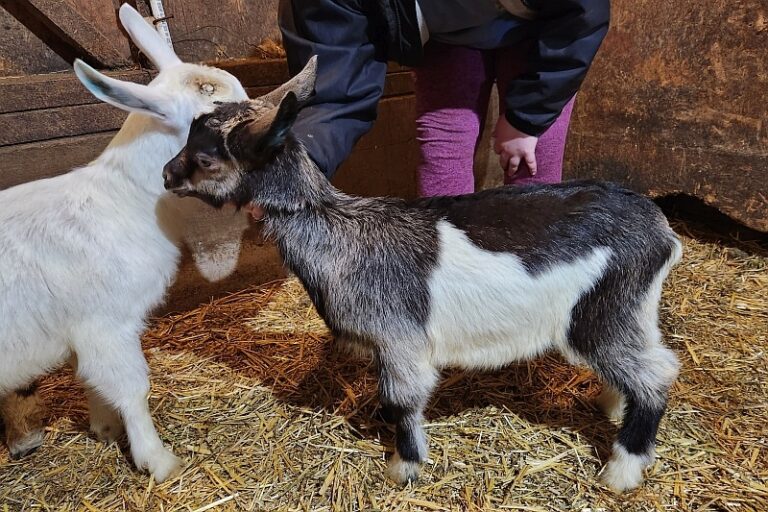 Sable Goat - Breed Profile - Goat Journal